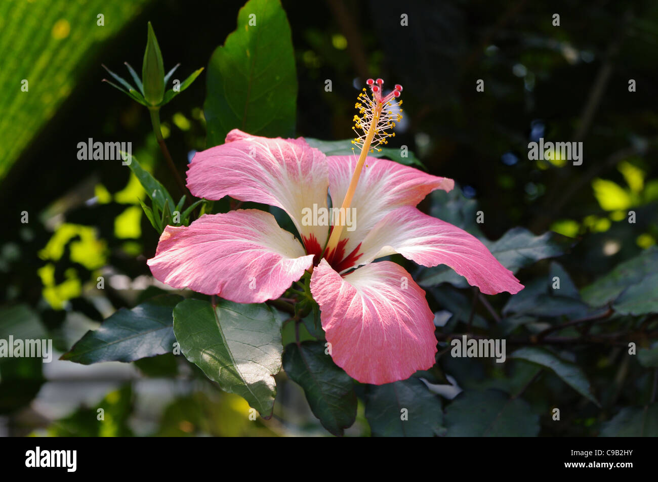 Pink Hibiscus flower Stock Photo - Alamy