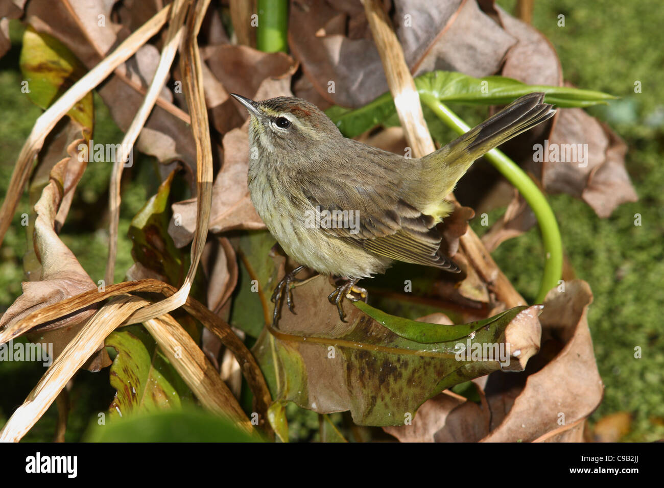 North American Warblers Palm Warbler Stock Photo - Alamy
