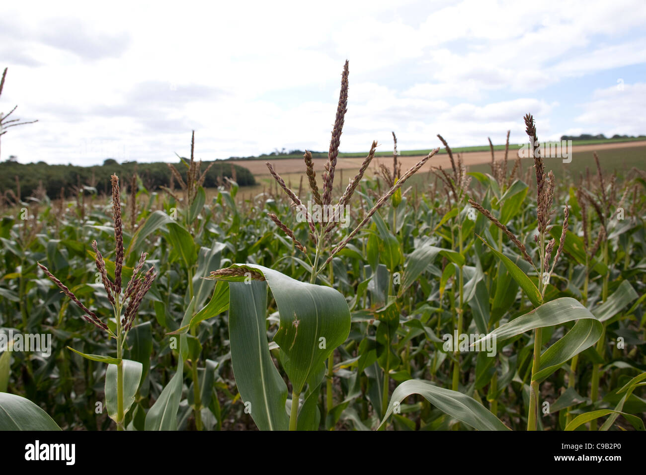 Corn plantation on Dorset farm, England, UK Stock Photo - Alamy