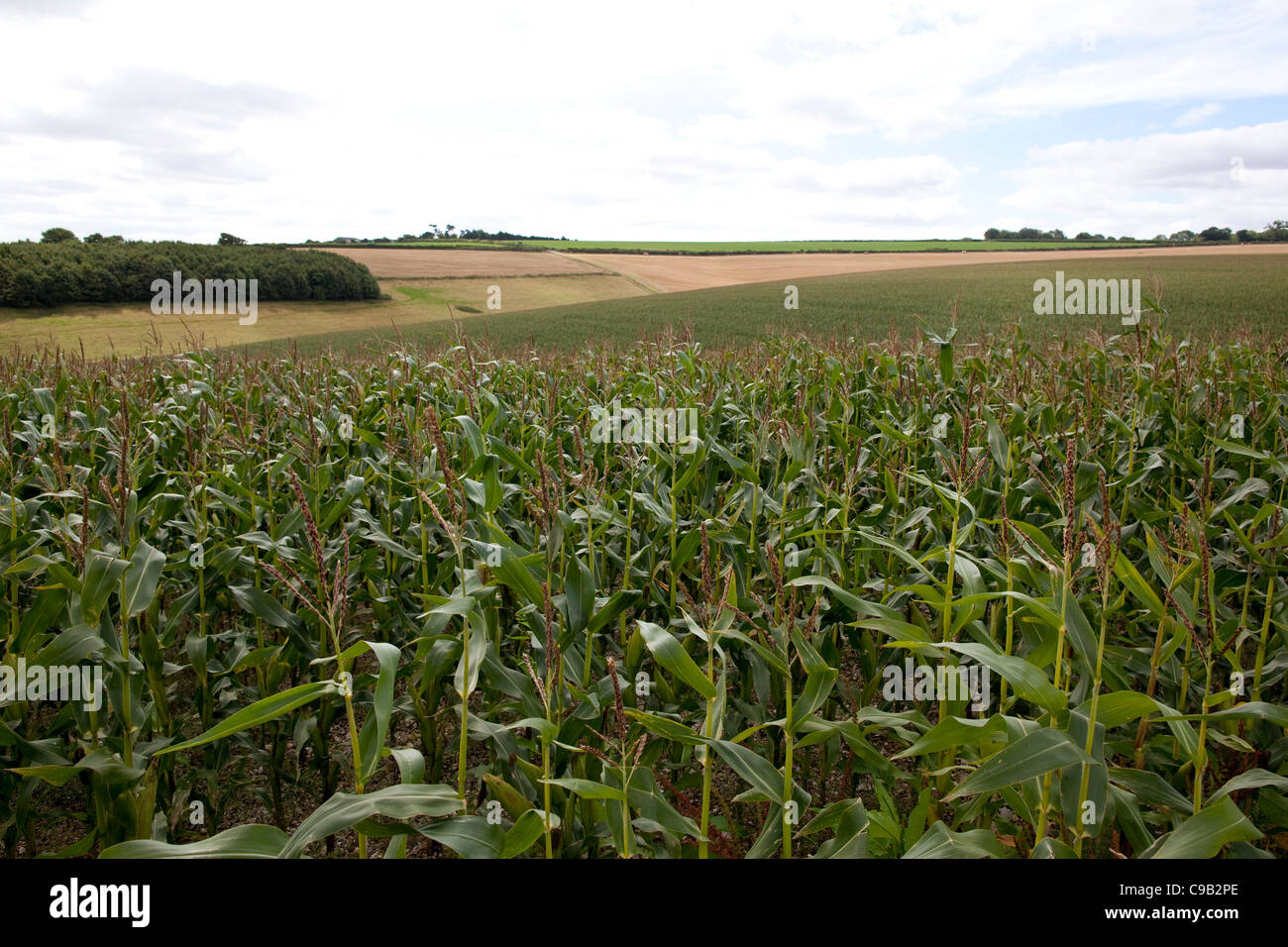 Corn field uk hi-res stock photography and images - Alamy