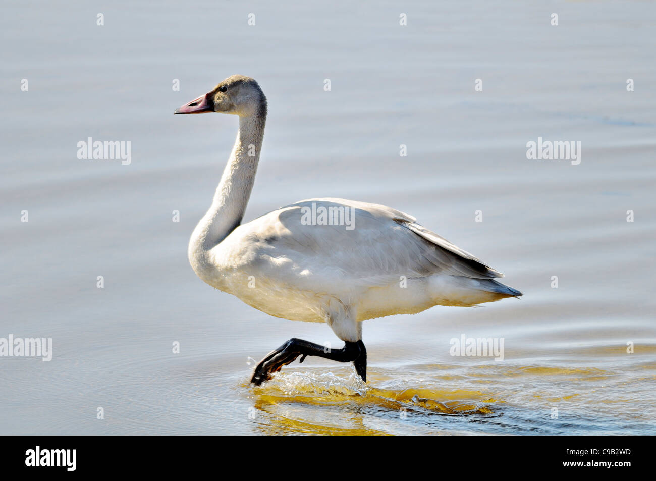Swan in profile with feet hi-res stock photography and images - Alamy