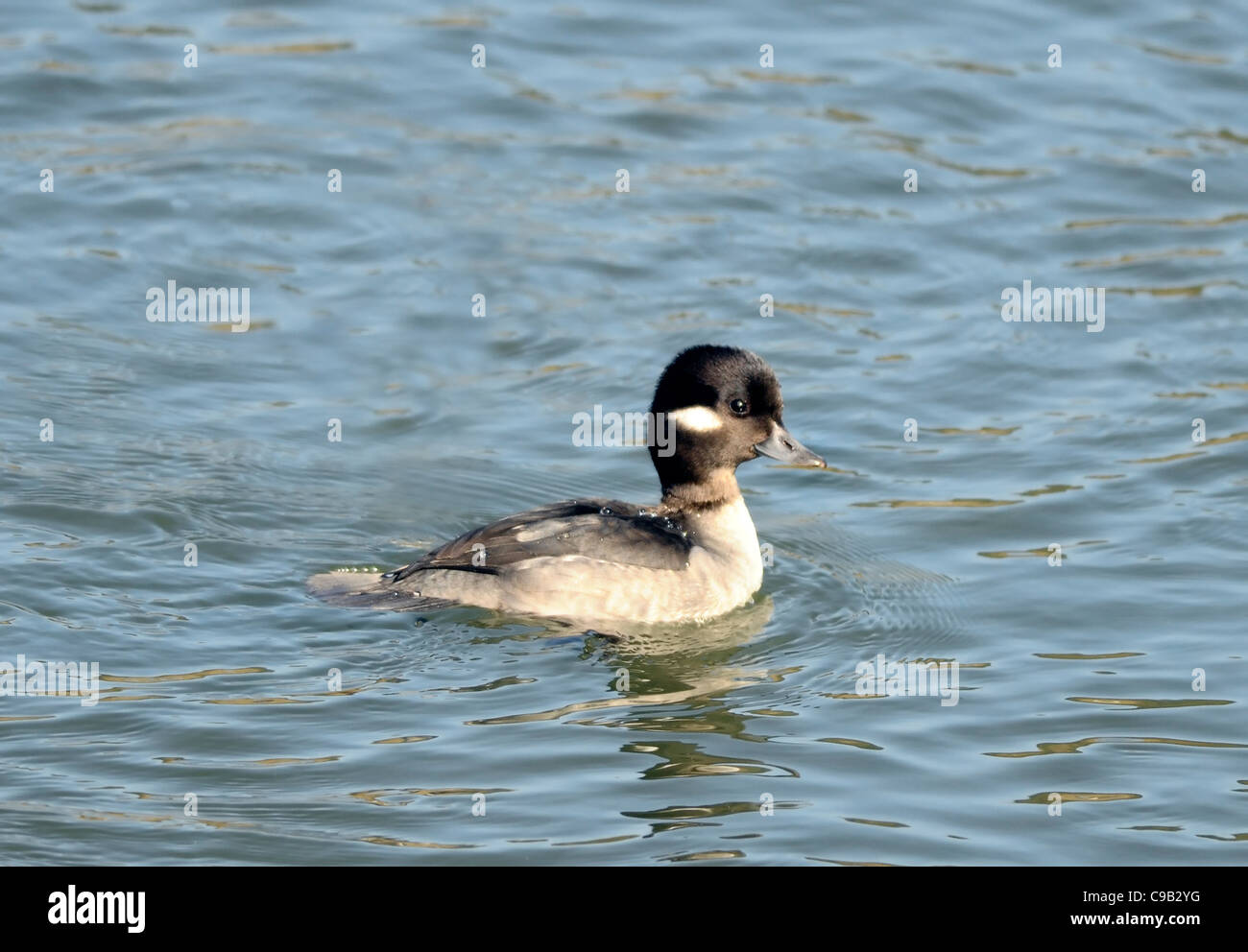 Duck with white patch on its cheek hi-res stock photography and images ...