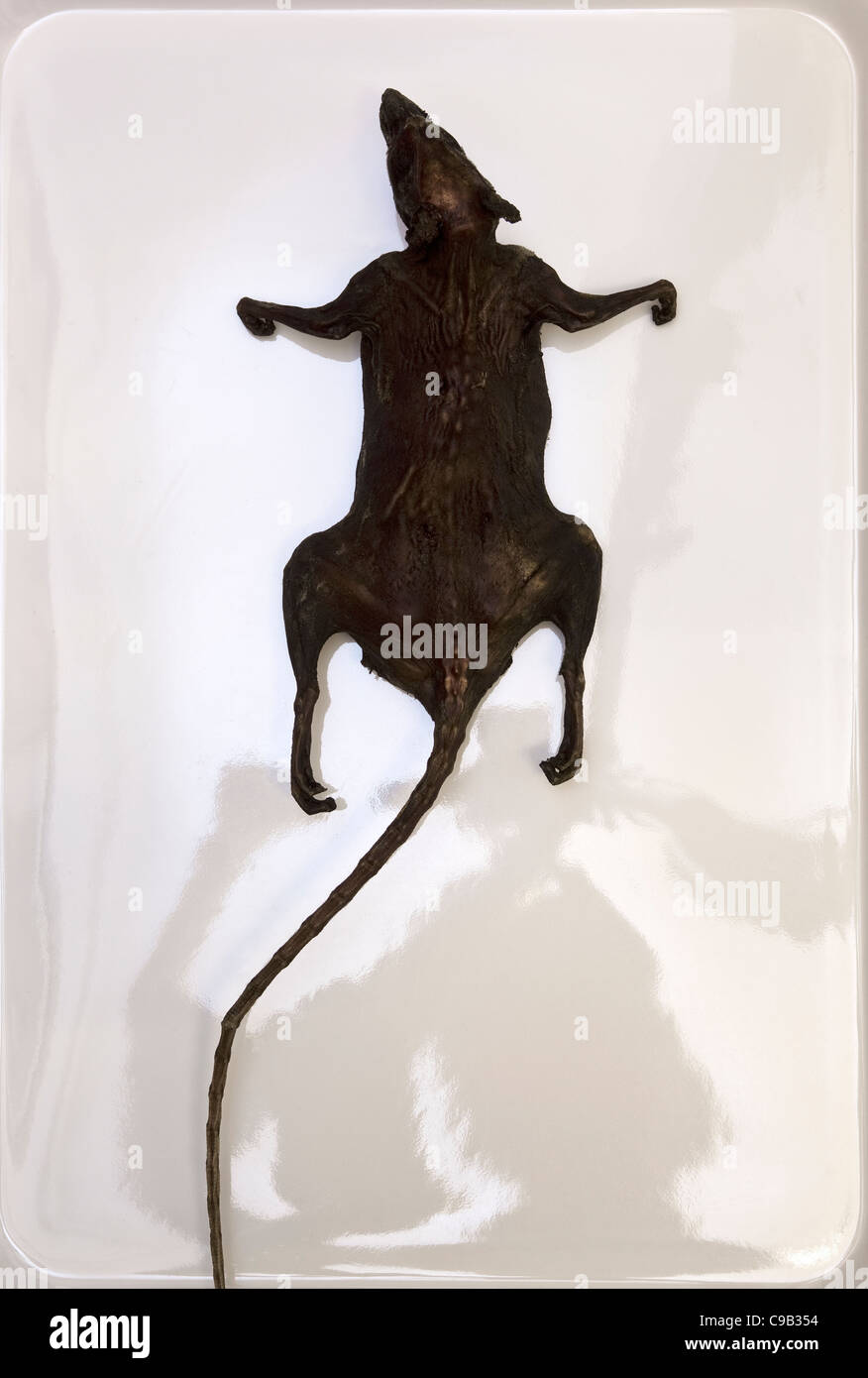 Cooked rat hi-res stock photography and images - Alamy