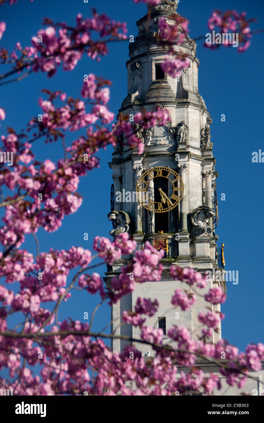 Cardiff City Hall Clock Tower in springtime with pink magnolia flowers ...