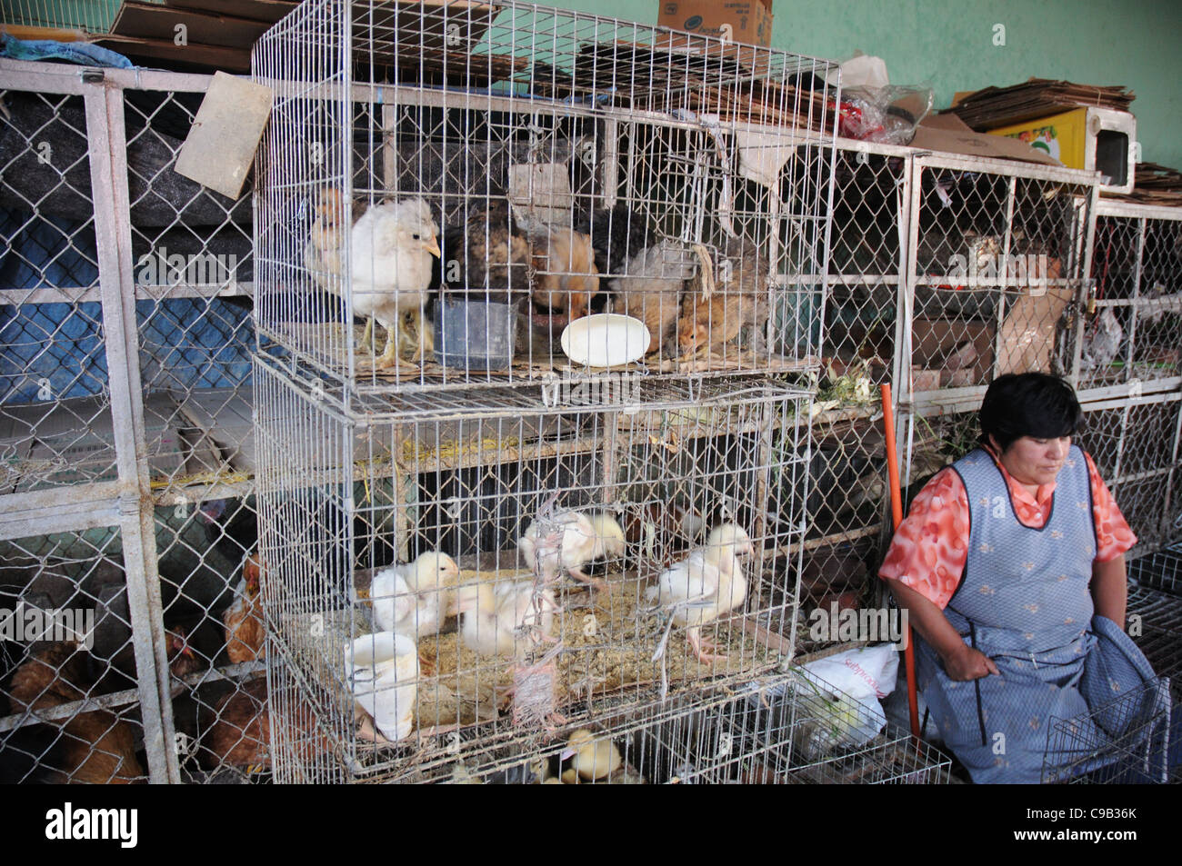 Poultry stored in poor conditions in a market in Arequipa Peru Stock ...