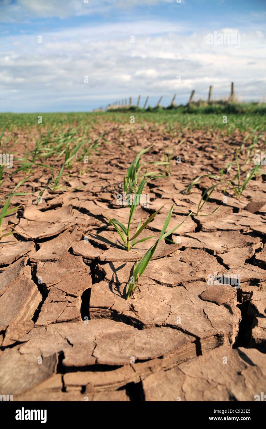 Effects Of Drought On Agriculture