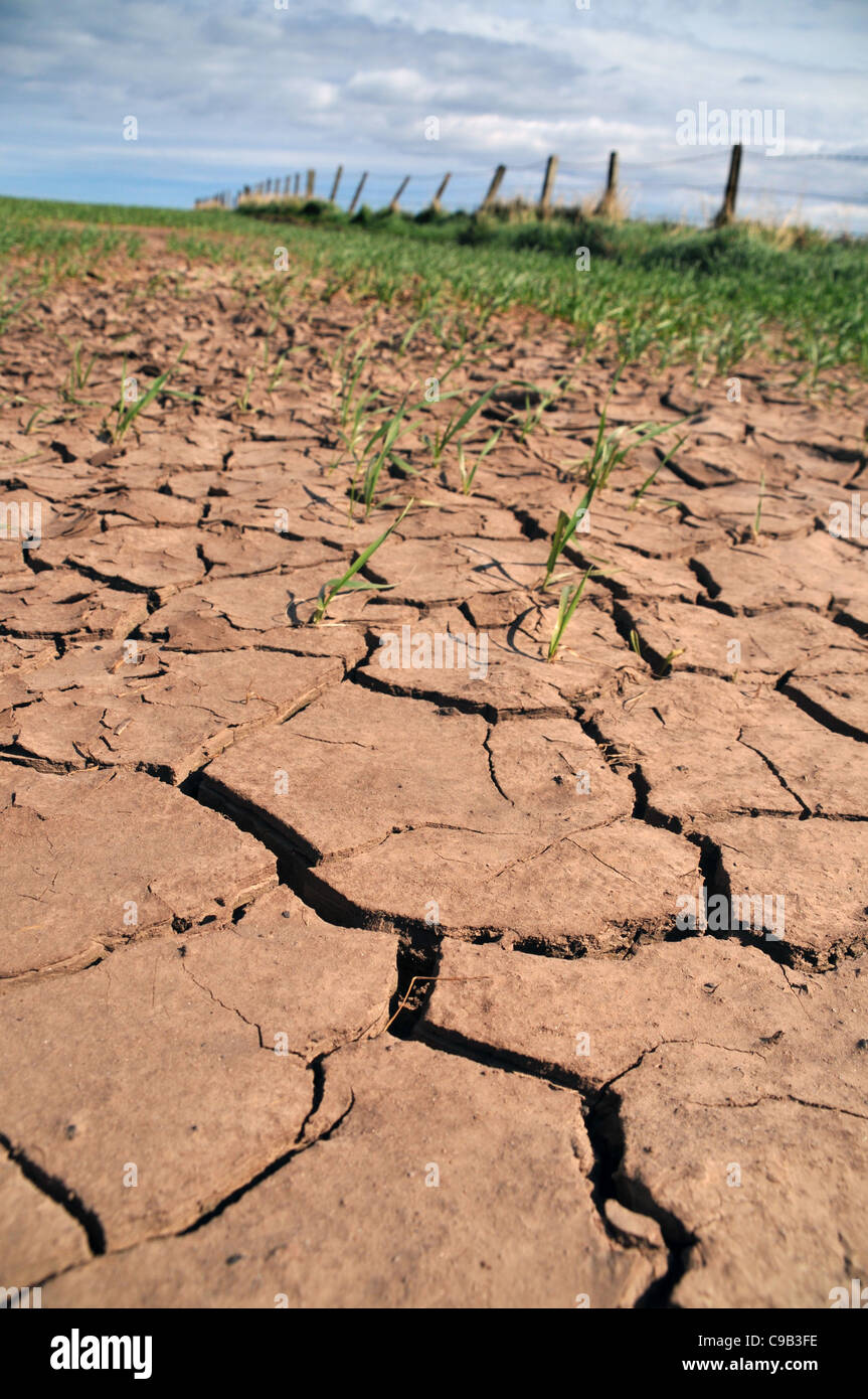 Dry cracked soil of a field with sparse growth of young barley plants ...
