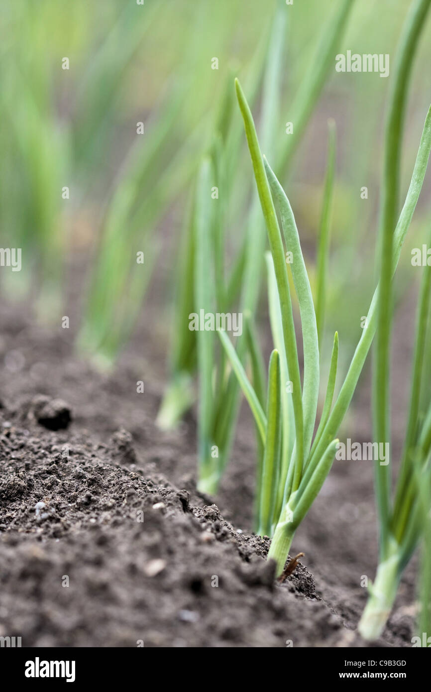 Onion seedlings in domestic garden Stock Photo - Alamy