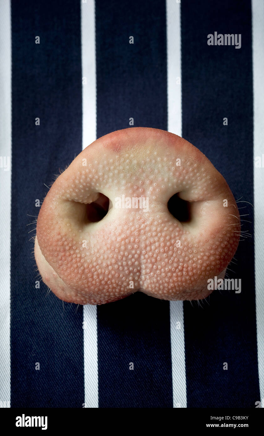 Pigs Nose Close Up Stock Photos & Pigs Nose Close Up Stock Images - Alamy