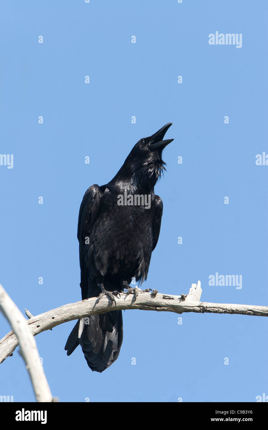 American crow calling hi-res stock photography and images - Alamy