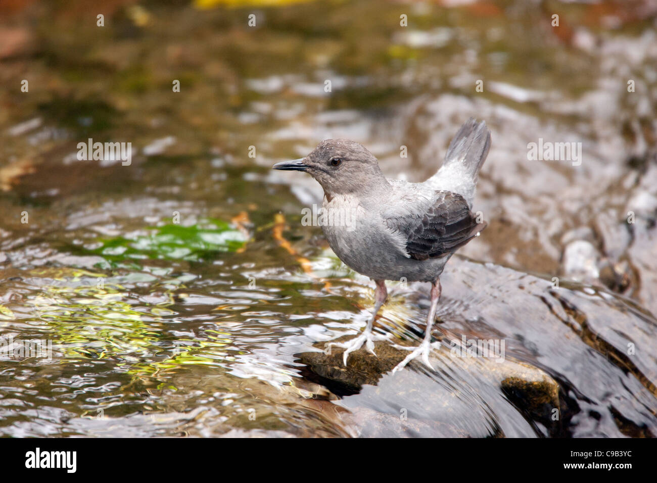 Water ouzel hi-res stock photography and images - Alamy