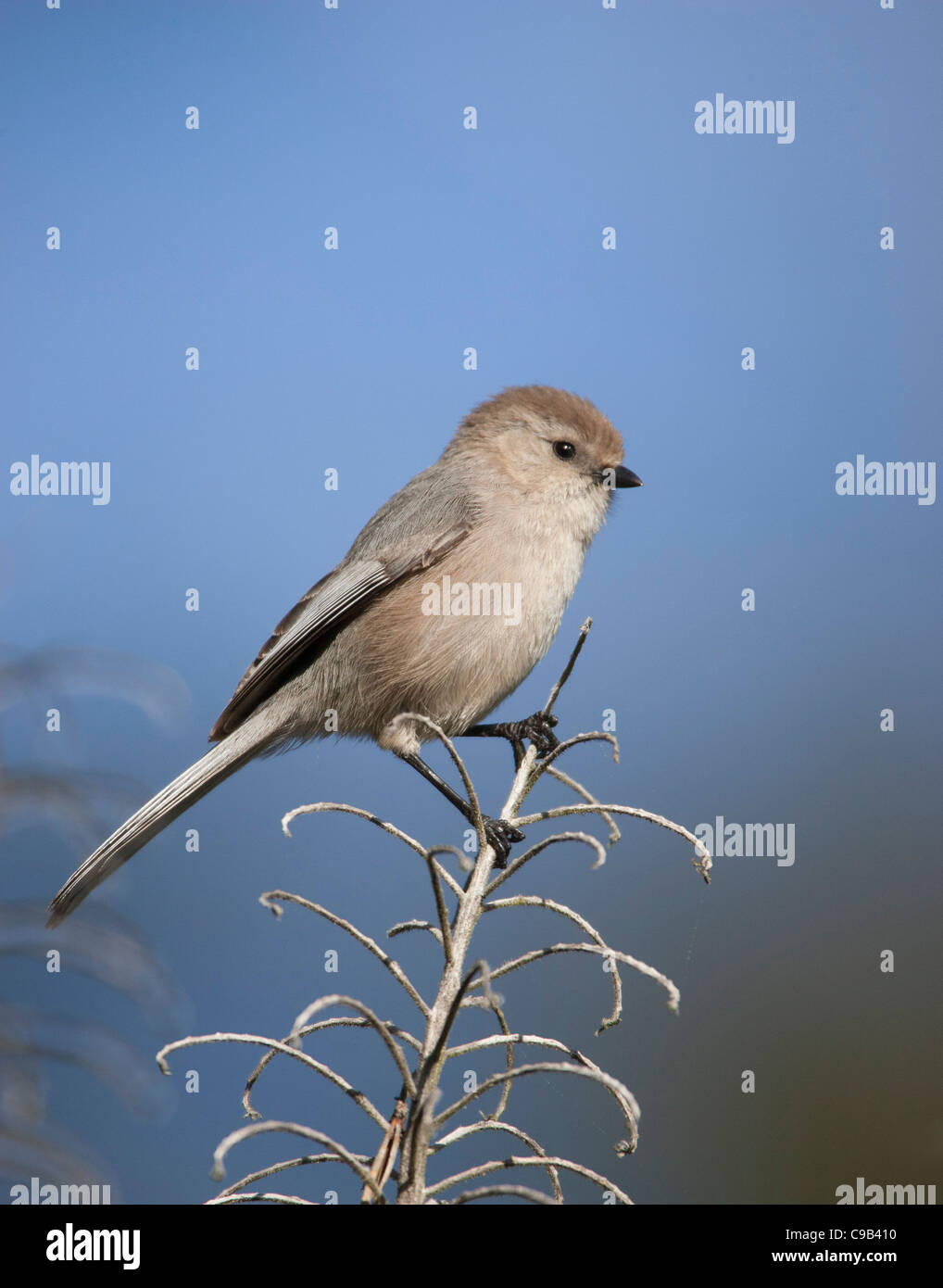 Bushtit hi-res stock photography and images - Alamy
