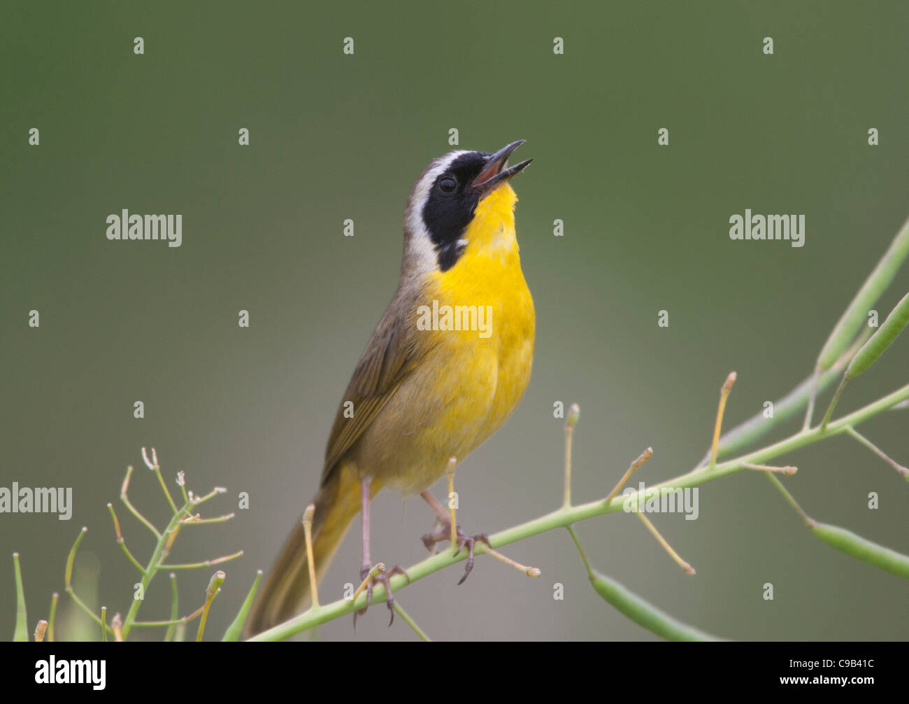 Male common yellowthroat singing hi-res stock photography and images ...