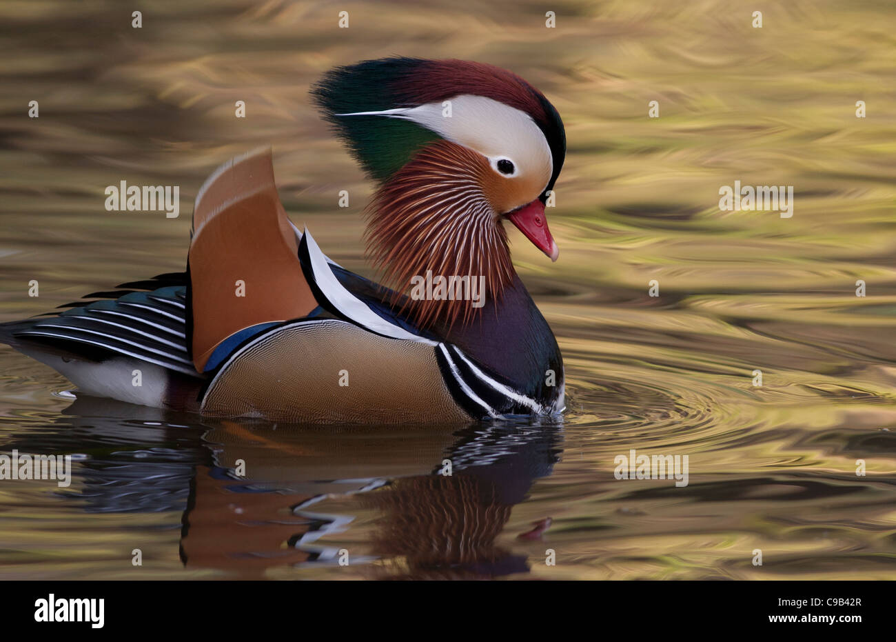 Mandarin duck male on hi-res stock photography and images - Alamy