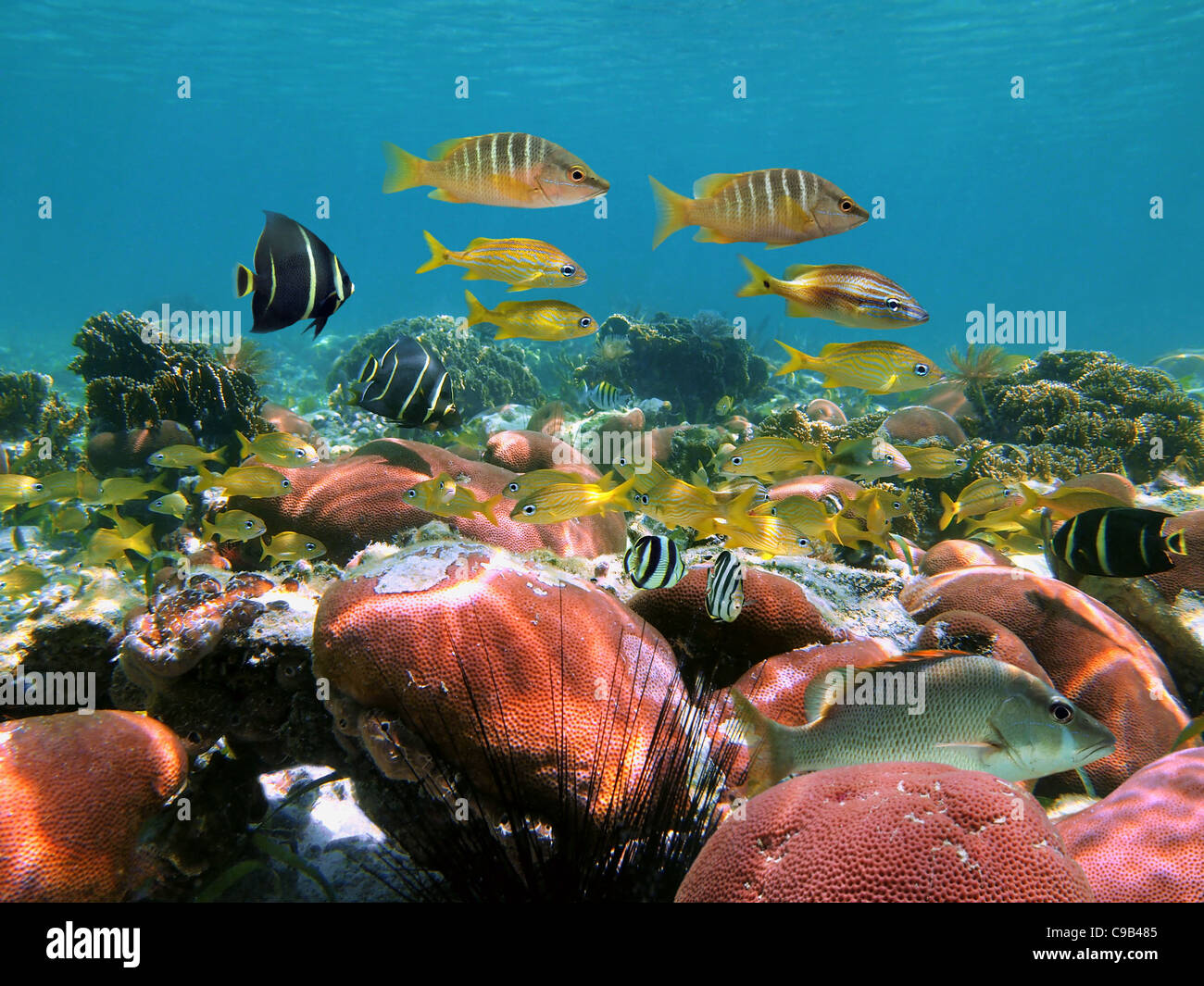 Garden lagoon hi-res stock photography and images - Alamy