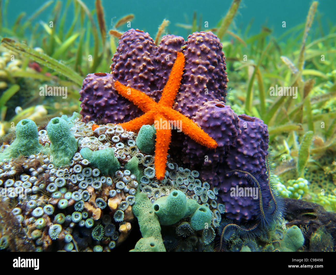 Purple tube sponge hi-res stock photography and images - Alamy