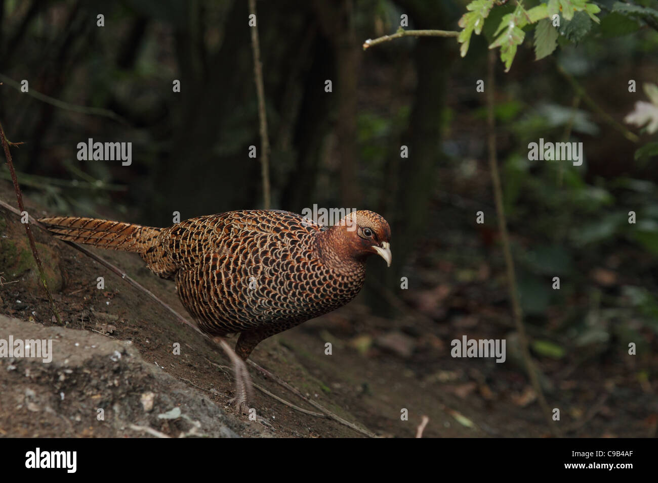 pheasant british game bird Stock Photo - Alamy