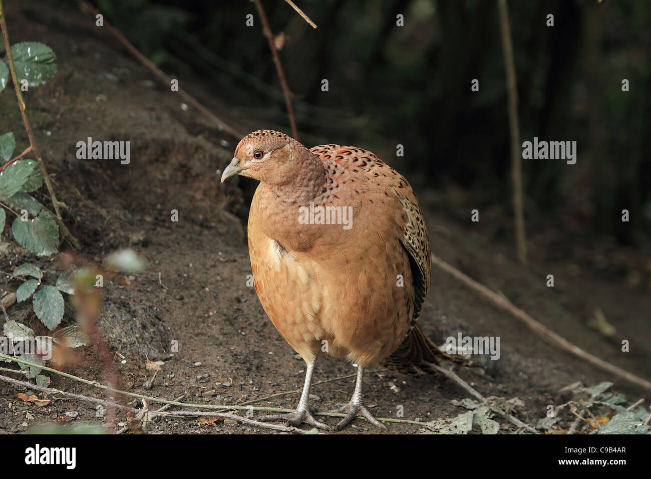 pheasant british game bird Stock Photo - Alamy