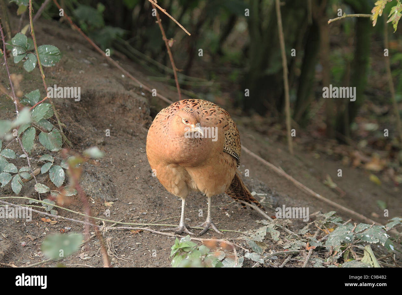 pheasant british game bird Stock Photo - Alamy