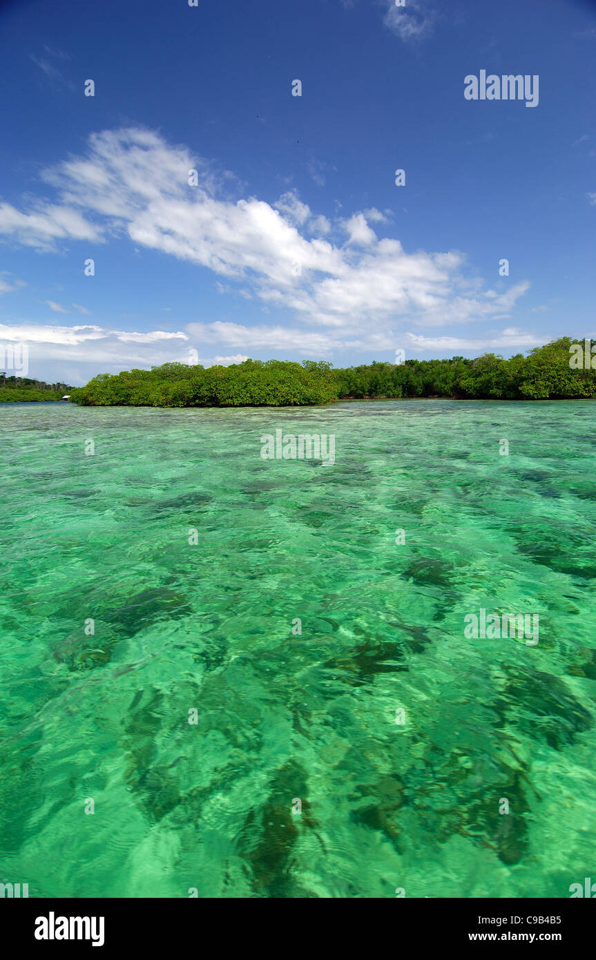 Red mangroves caribbean hi-res stock photography and images - Alamy