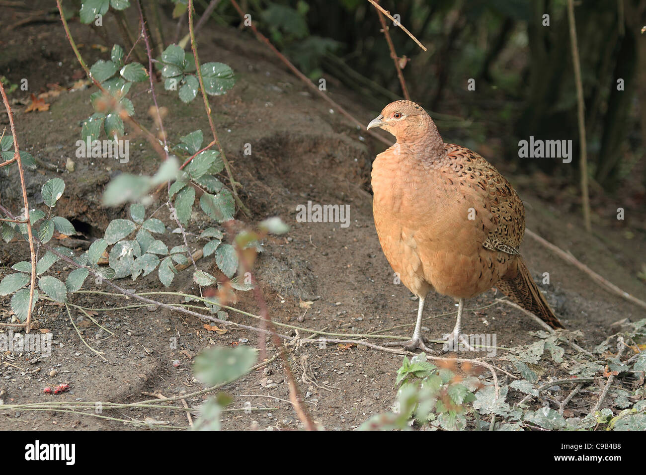 pheasant british game bird Stock Photo - Alamy