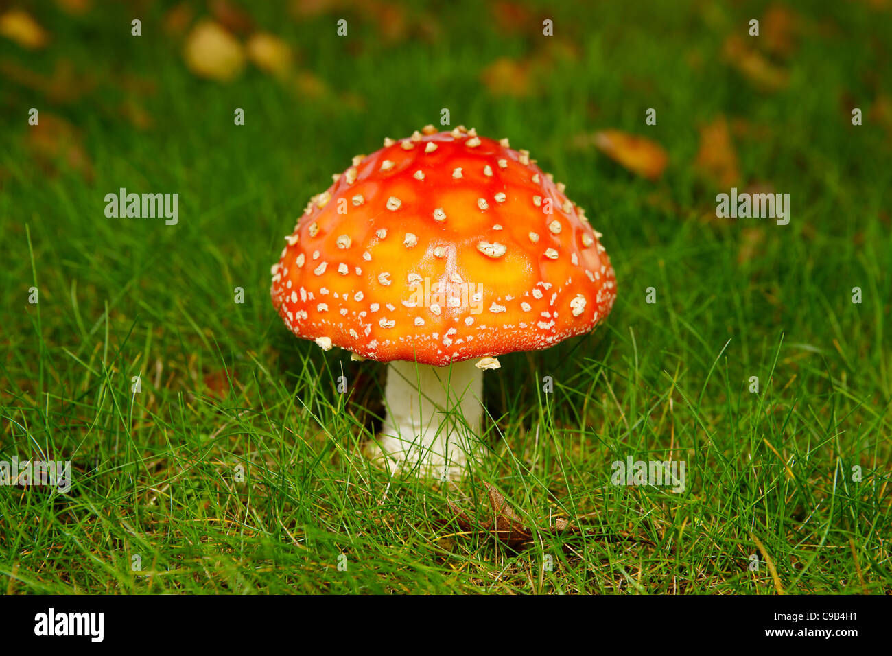 Muscarine hi-res stock photography and images - Alamy