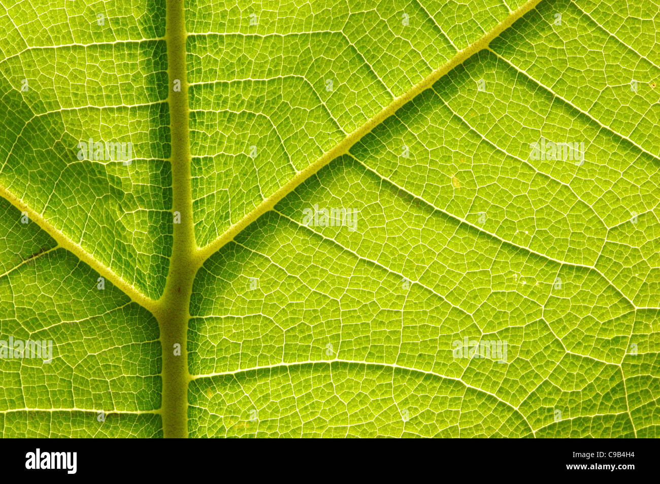 Vertical leaf pattern hi-res stock photography and images - Alamy