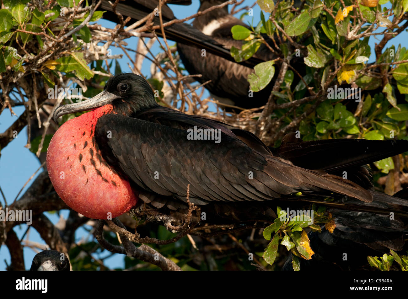 Great Frigatebird with inflated gular sac - stock photo Stock Photo - Alamy