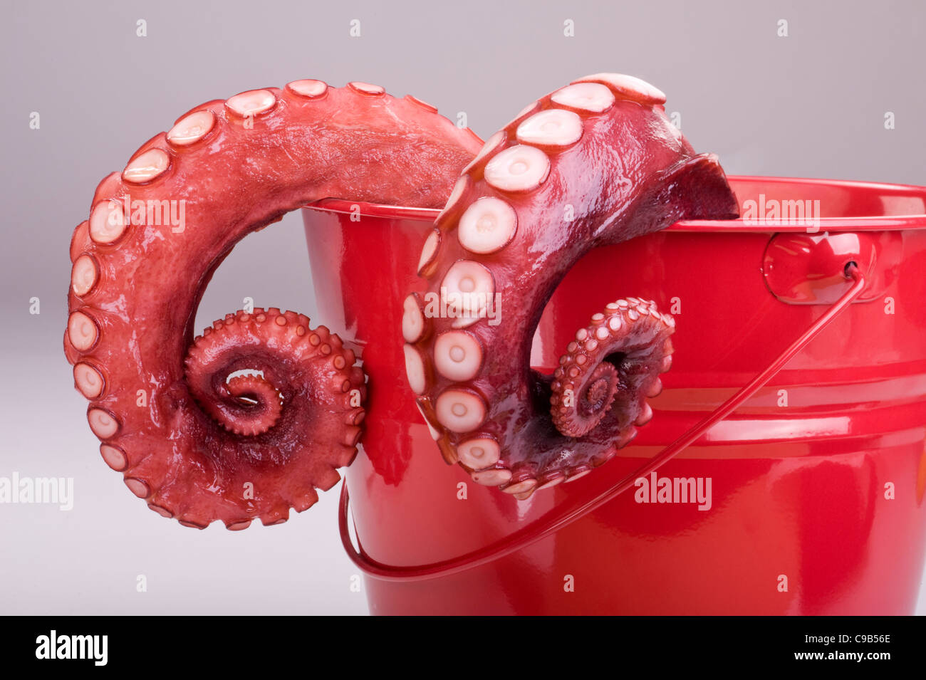 Octopus in a Bucket Stock Photo - Alamy