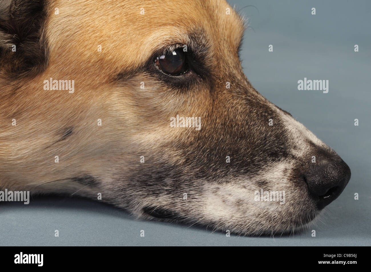 Cute sad hi-res stock photography and images - Alamy