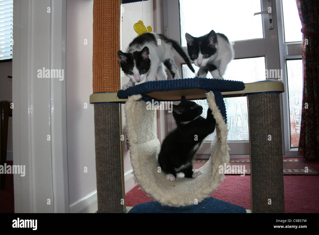 Two black and white kittens playing on top of cat climbing frame while ...