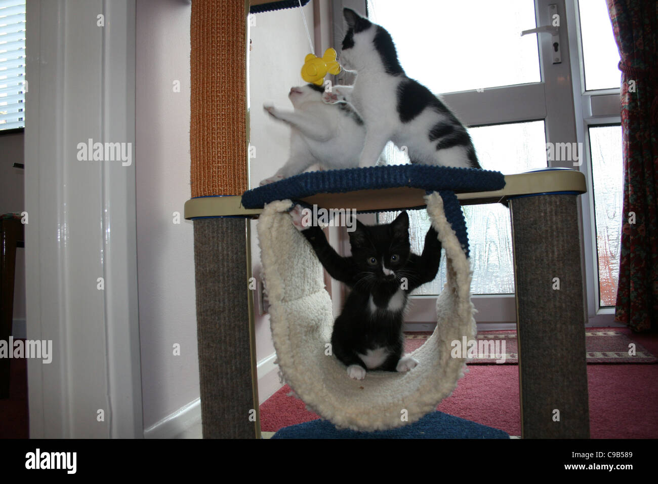 Two black and white kittens playing on top cat climbing frame while ...