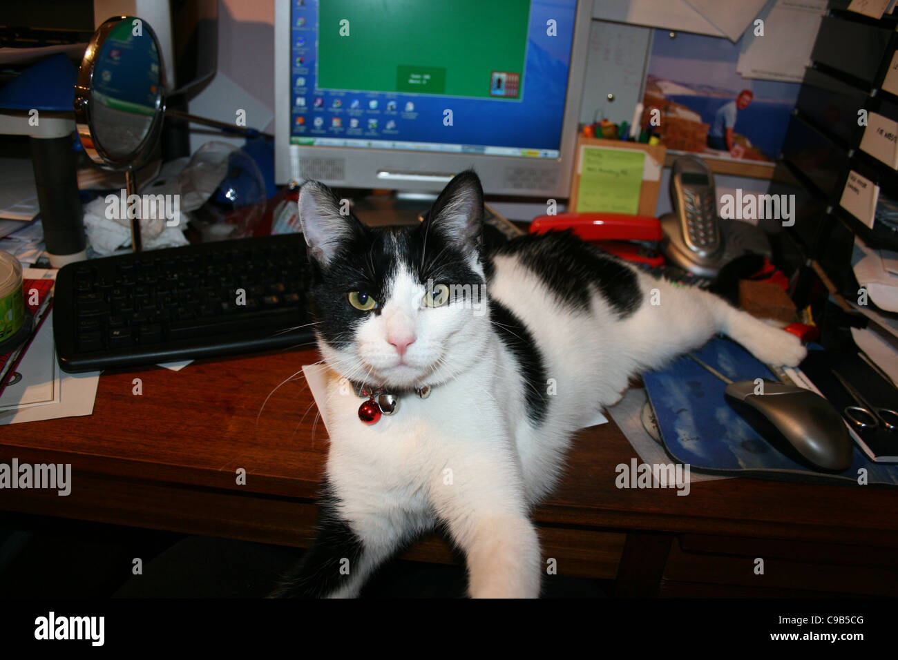 White and black female cat laying on computer office desk Stock Photo ...