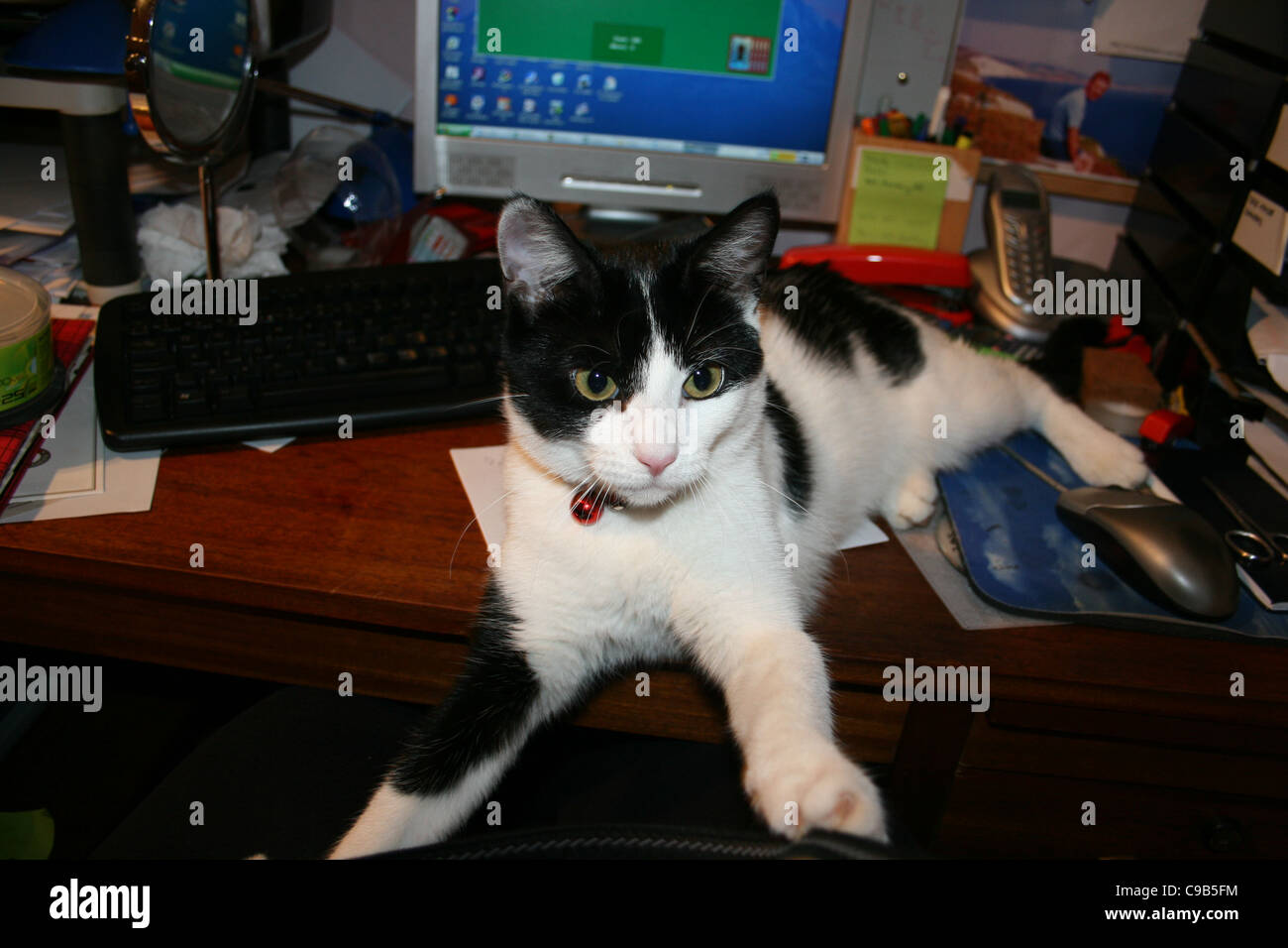 Alert Black and white female cat taking over computer desk Stock Photo ...