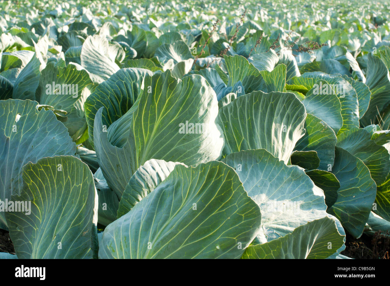 Cabbage Field close up Stock Photo - Alamy