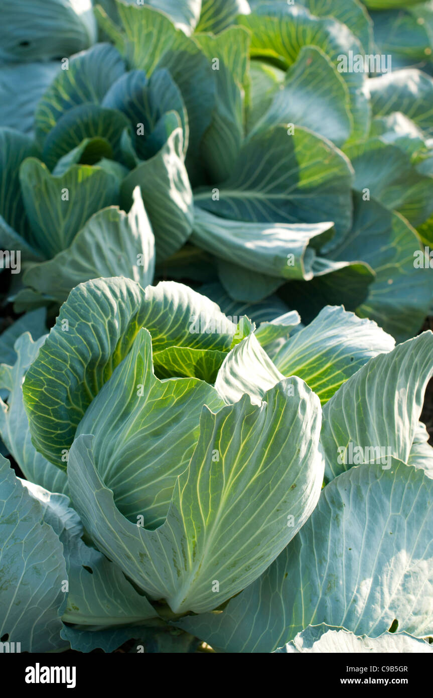 Cabbage Field close up Stock Photo - Alamy
