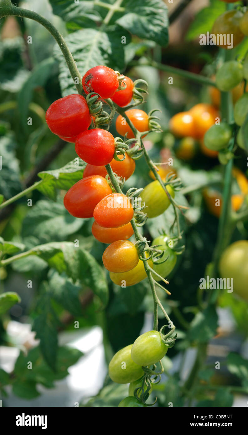 Cherry tomatoes on plant in home garden Stock Photo - Alamy