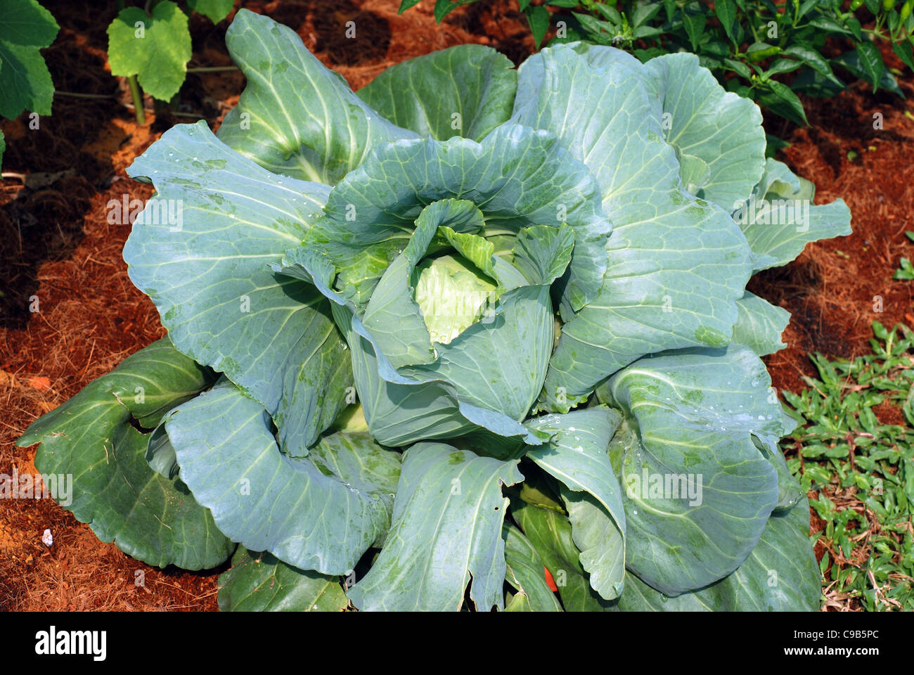 Top view of cabbage Stock Photo - Alamy