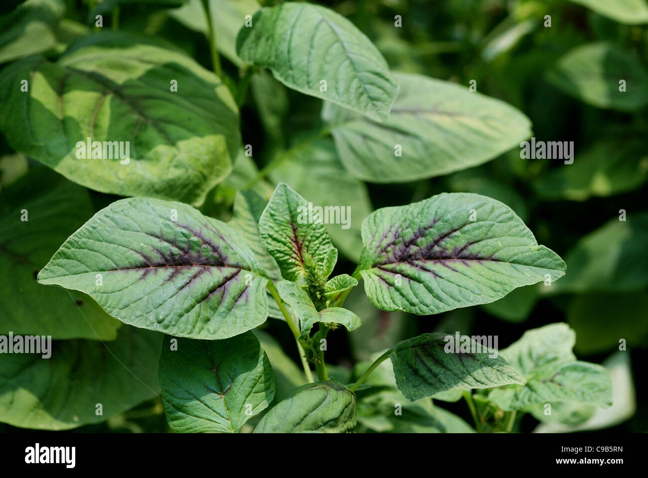 Closeup of spinach vegetable Stock Photo - Alamy