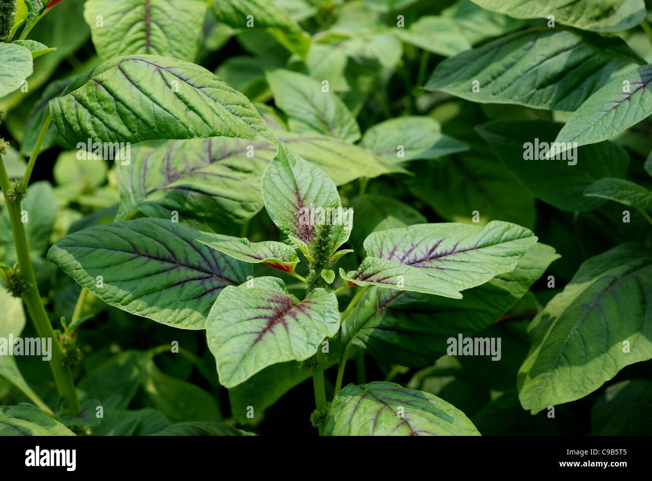 Closeup of spinach vegetable Stock Photo - Alamy