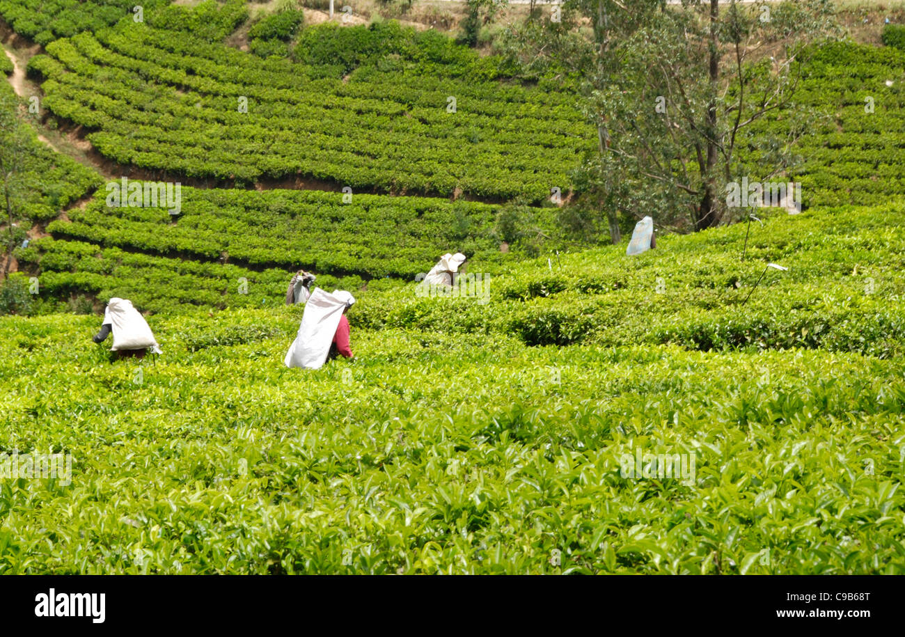 TEA PICKERS. A female tea pickers working in the tea plantation. Sri ...