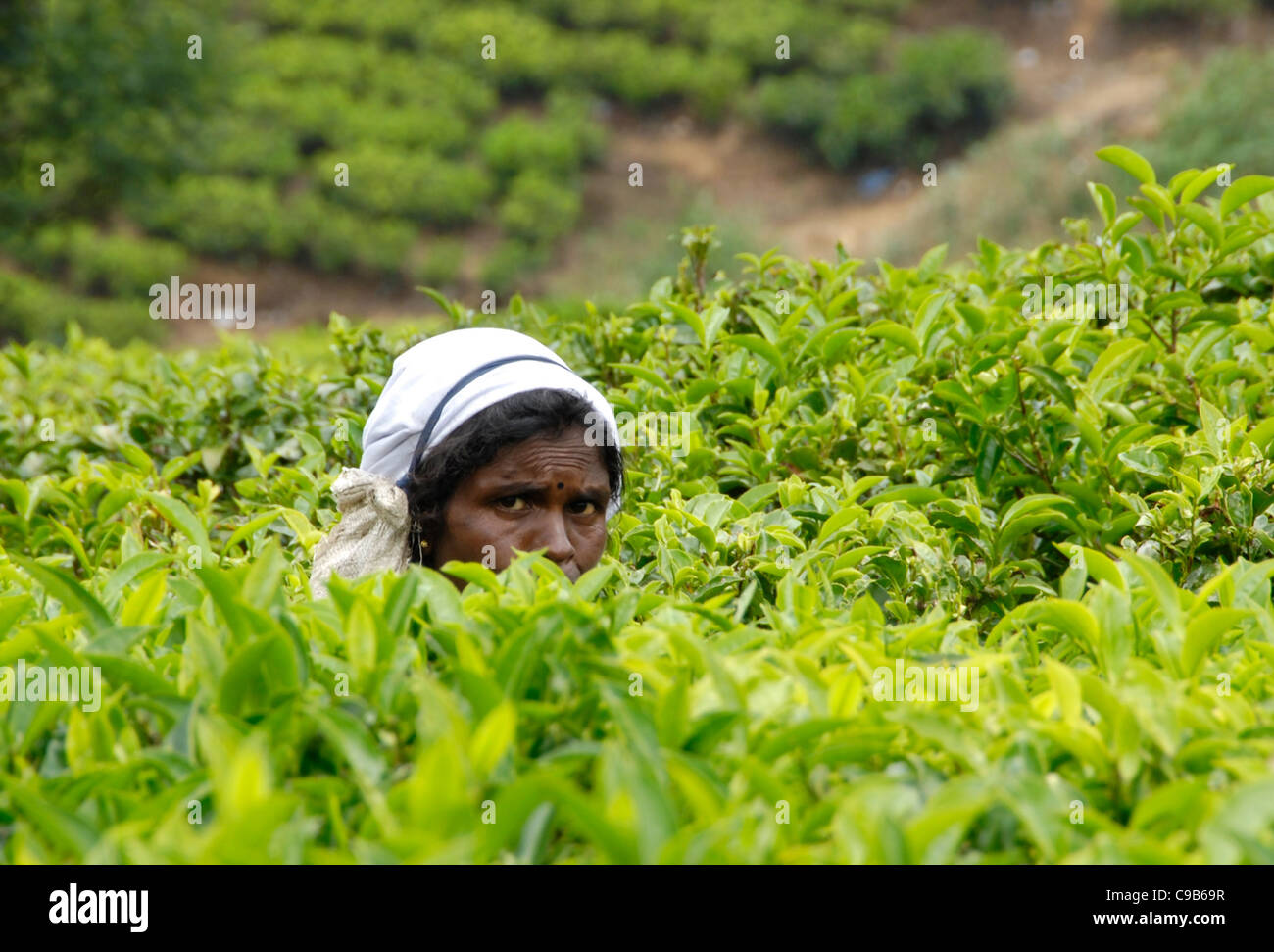 TEA PICKER. A female tea picker hidden in the tea plantation, just the ...