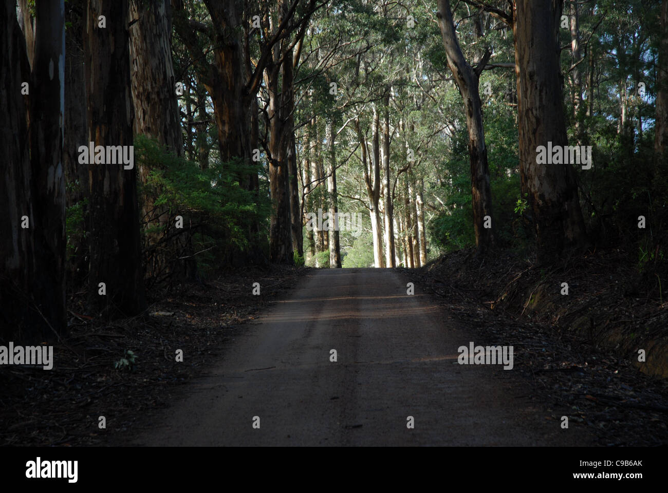 road through forest, Denmark, Western Australia, Australia Stock Photo ...