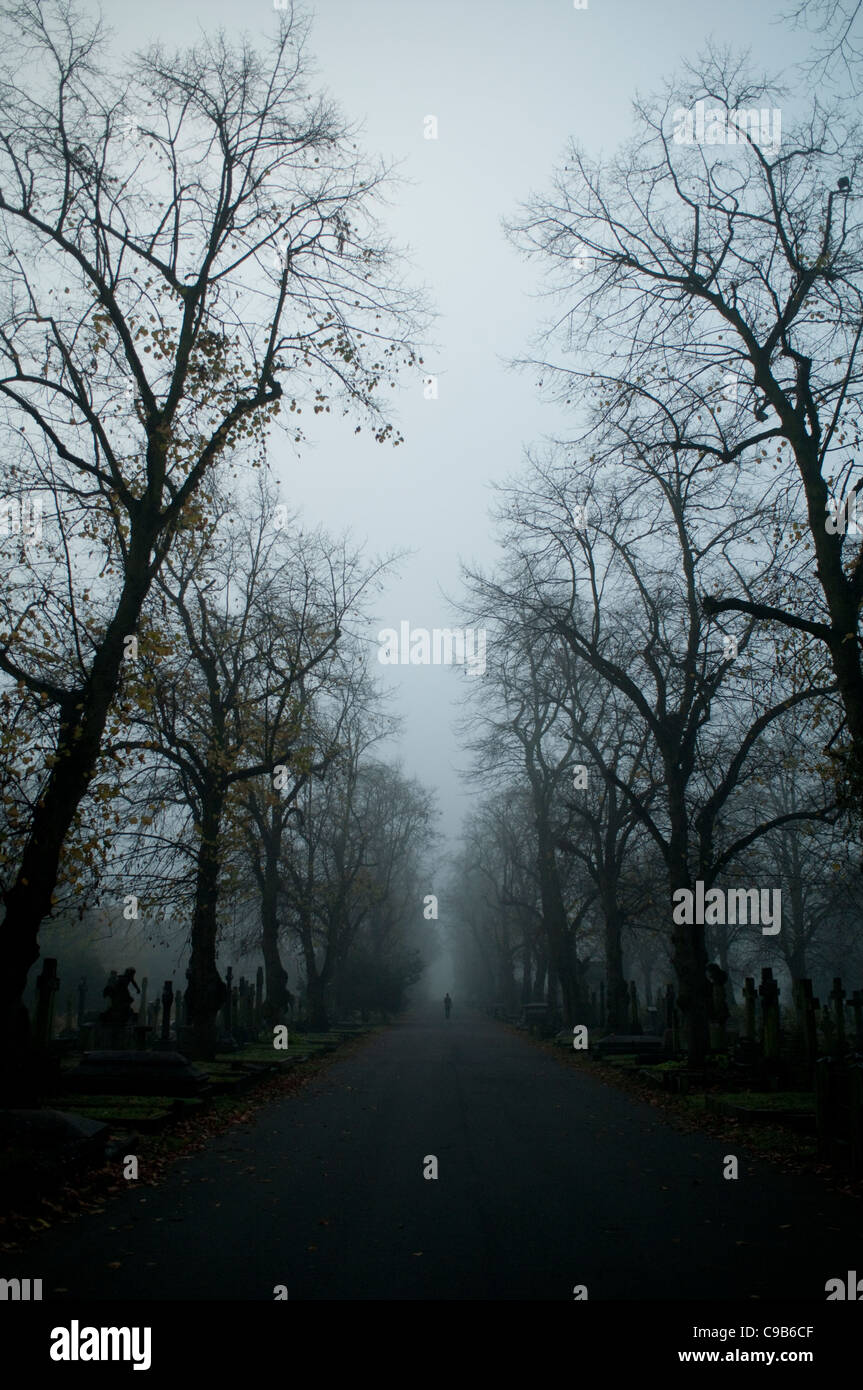 Trees in Fog Stock Photo - Alamy