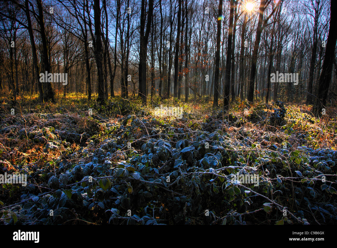 Brambles Forest High Resolution Stock Photography and Images - Alamy