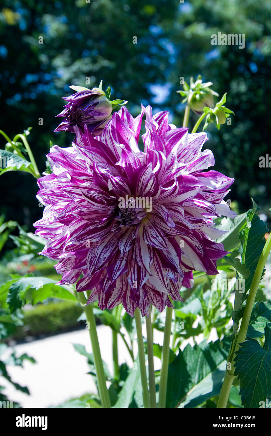 Striped flower hi-res stock photography and images - Alamy