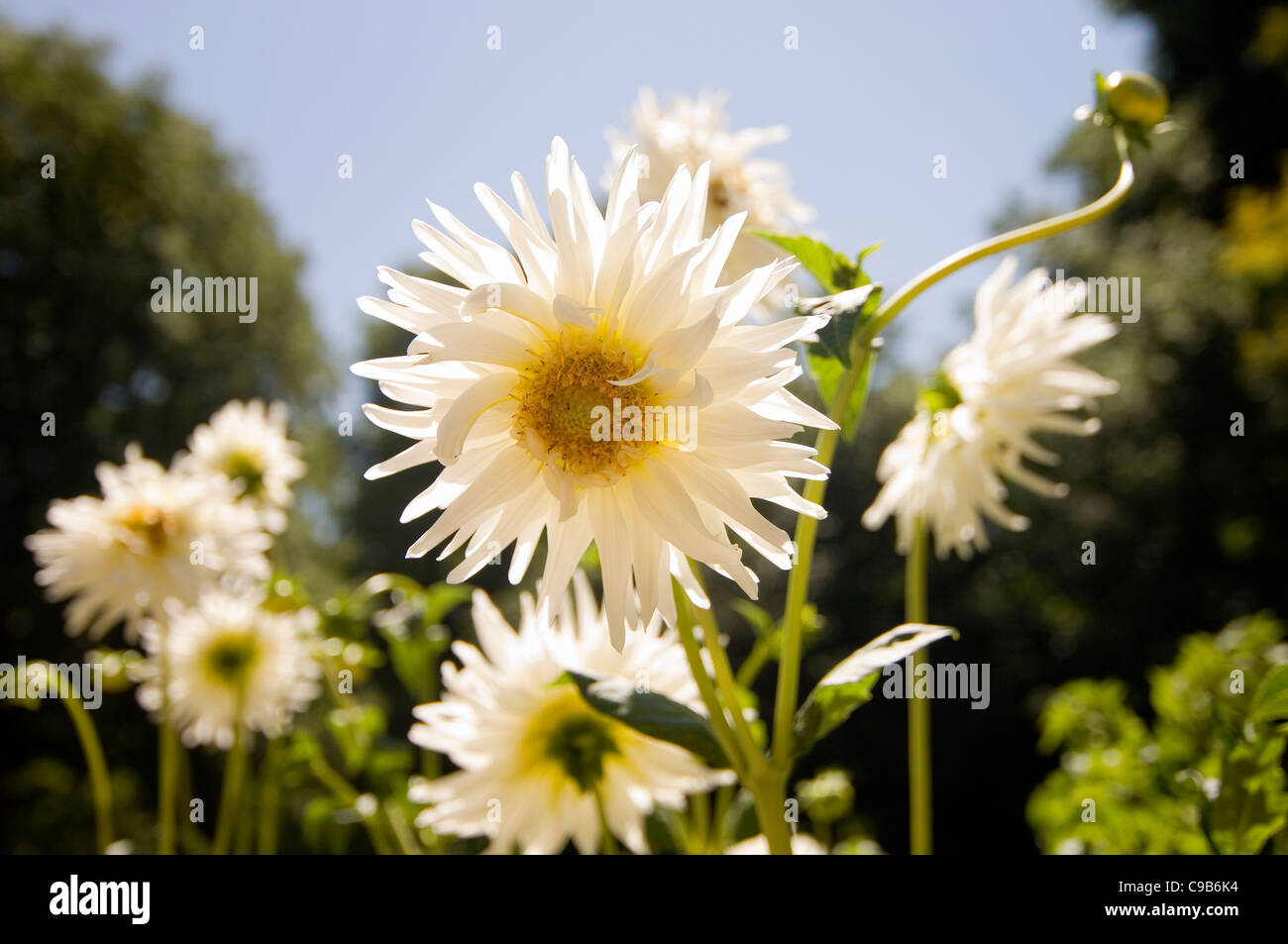 Wild dahlia hi-res stock photography and images - Alamy