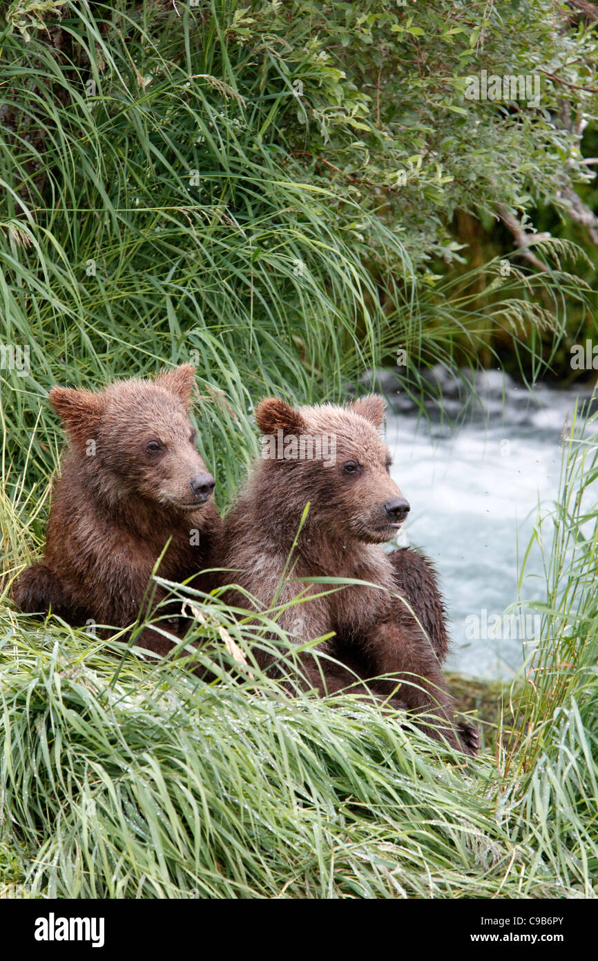 Small grizzly bear hi-res stock photography and images - Alamy