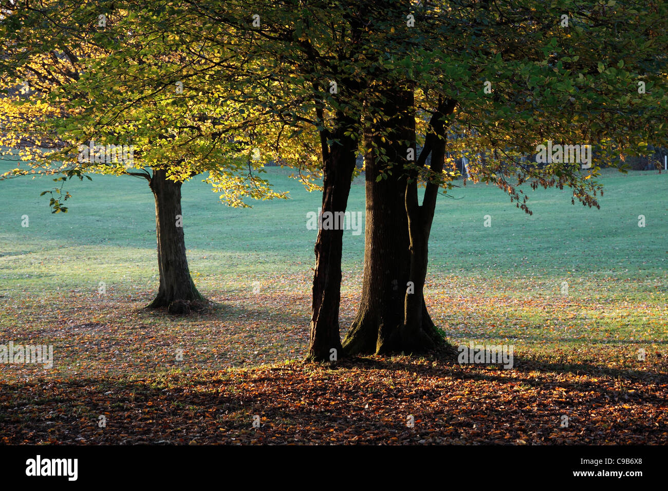 Late afternoon sun shining through Common Beech trees Stock Photo - Alamy
