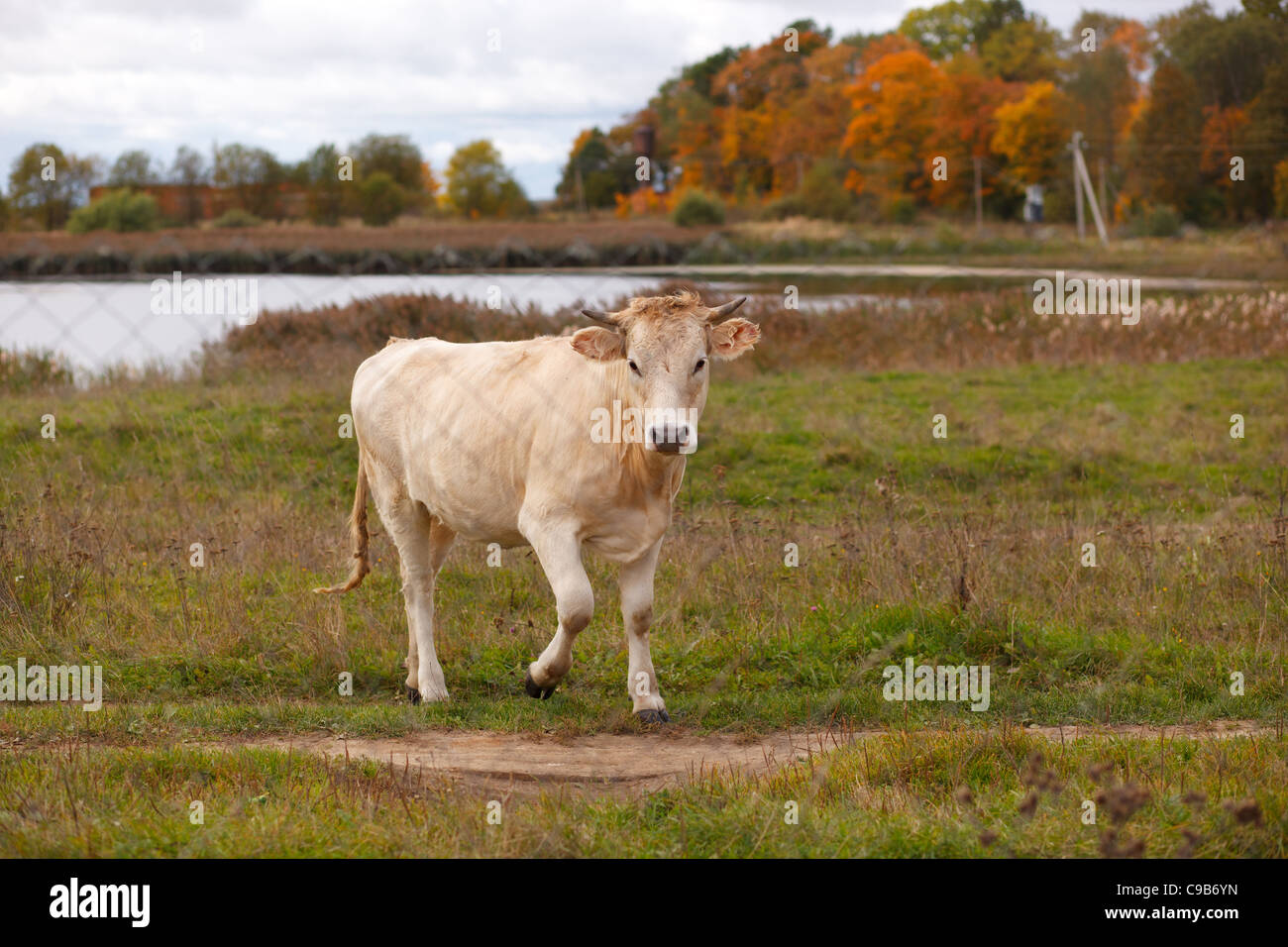 Russian Farm High Resolution Stock Photography and Images - Alamy